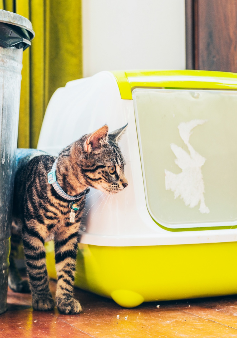 The Best Cat Litter for Multiple Cats - Your Purrfect Kitty