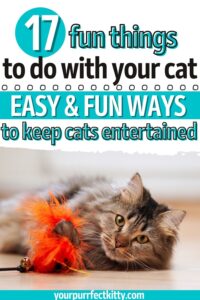 17 Easy Ways to Entertain Your Cat - Your Purrfect Kitty