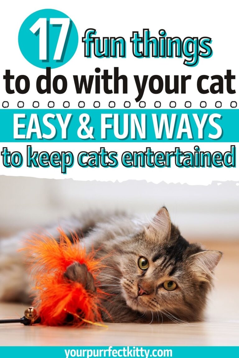 17 Easy Ways to Entertain Your Cat - Your Purrfect Kitty