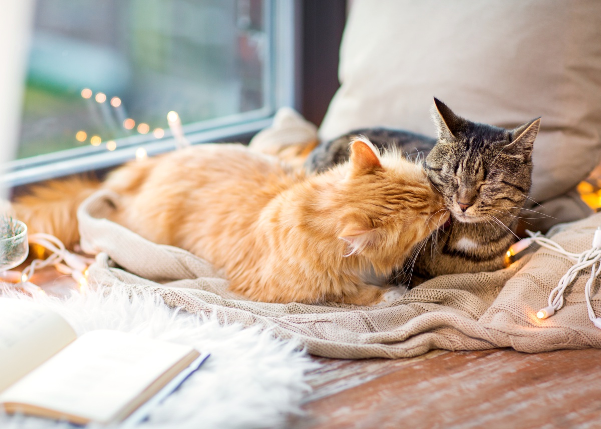 17 Easy Ways to Entertain Your Cat - Your Purrfect Kitty