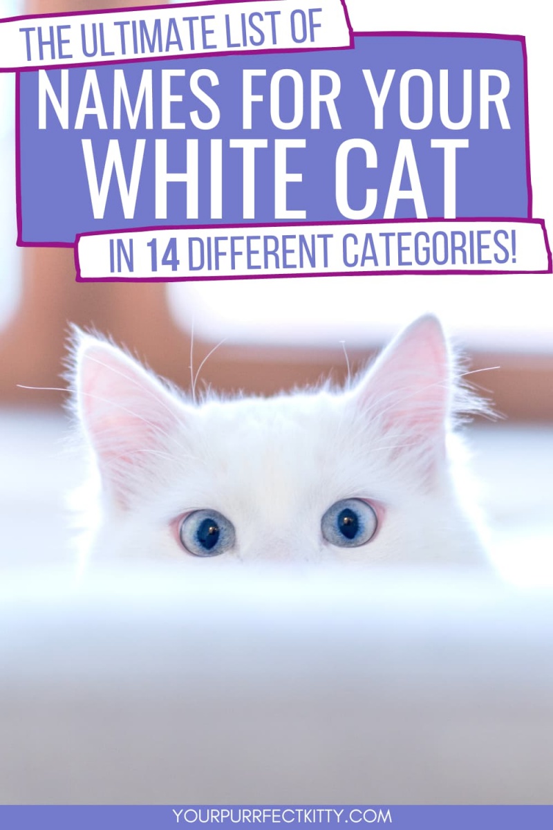 The Ultimate List of Name Ideas for Your White Cat - Your Purrfect Kitty