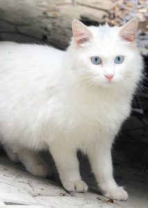 The Ultimate List of Name Ideas for Your White Cat - Your Purrfect Kitty