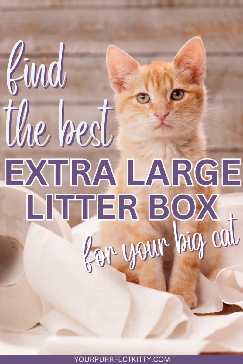 The Best Extra Large Litter Boxes - Your Purrfect Kitty