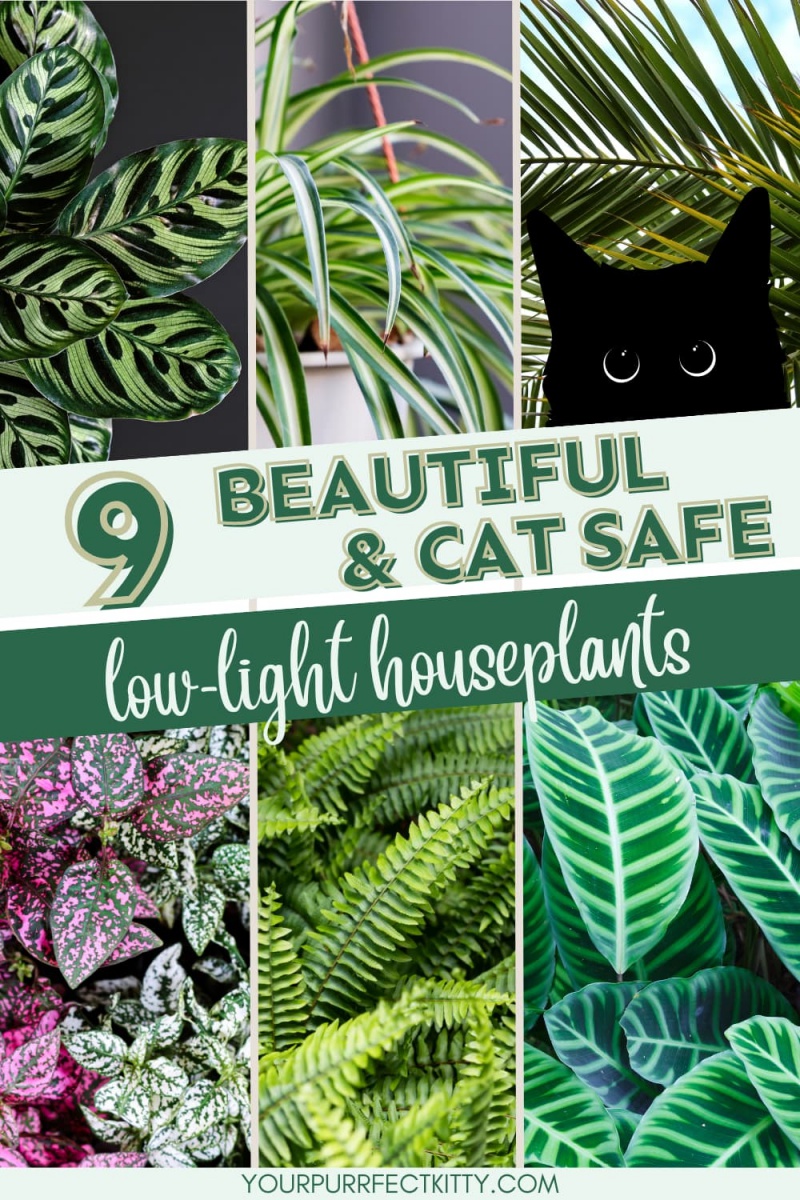 9 Beautiful Low Light Indoor Plants that are Cat-Safe - Your Purrfect Kitty